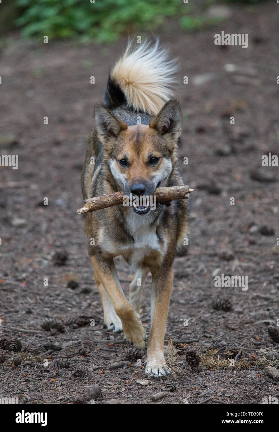 Multiple types of pet dogs Stock Photo - Alamy