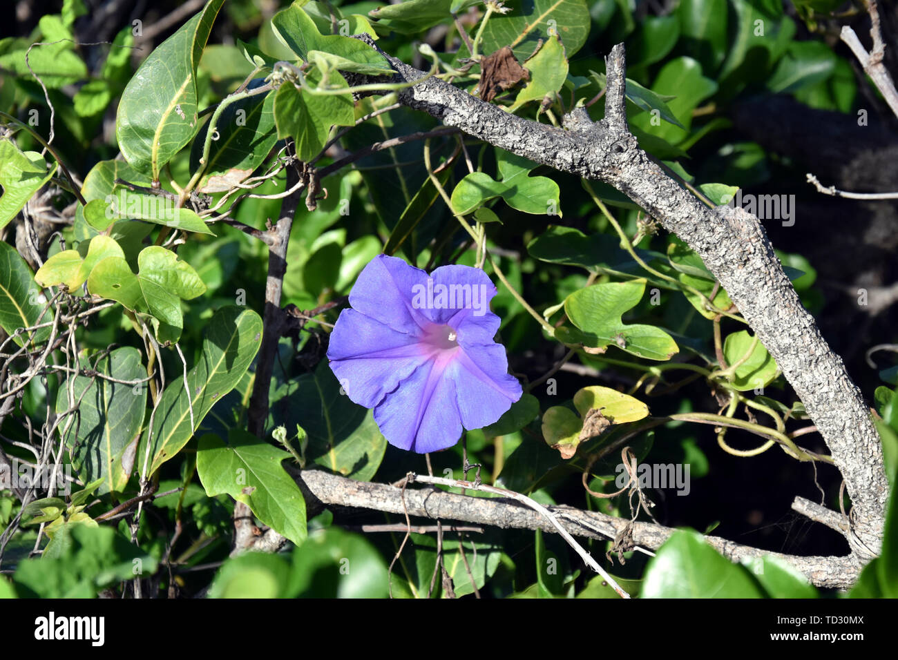 Goat's Foot Creeper flowers or Seaside Morning Glory flowers ...