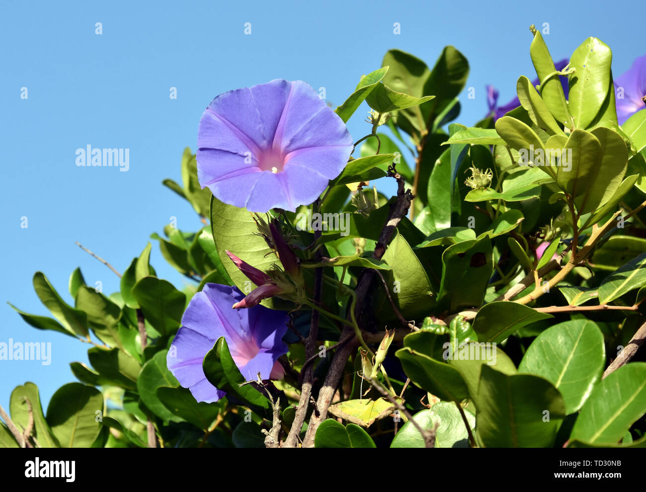 Goat's Foot Creeper flowers or Seaside Morning Glory flowers ...