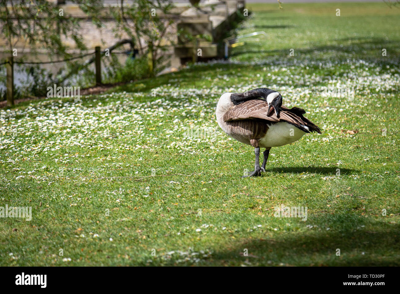 A Canadian goose biting at his wing while standing in the grass in Kew ...