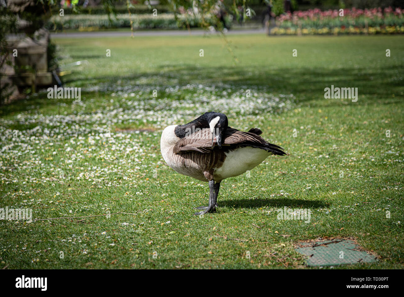 Animal life at the gardens hi-res stock photography and images - Alamy