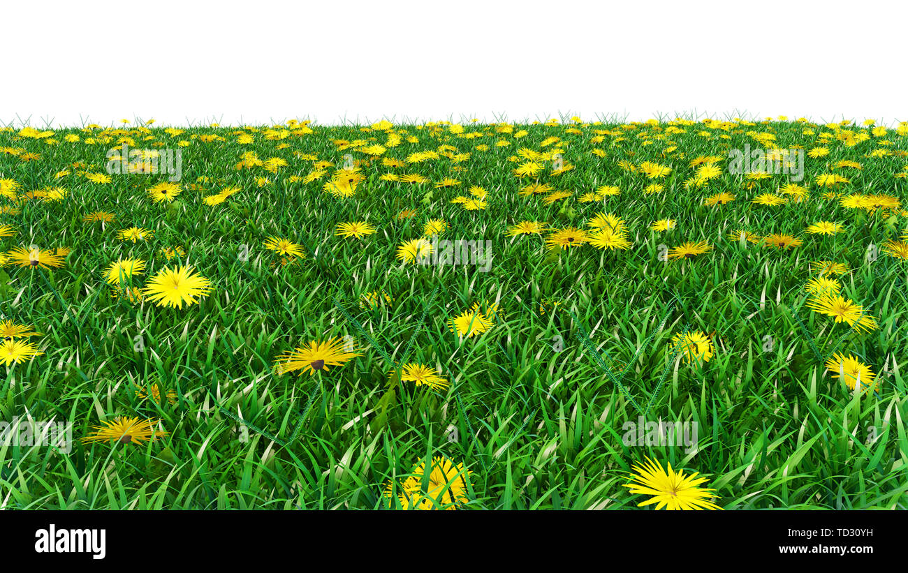 Grass and flowers isolated background Stock Photo - Alamy