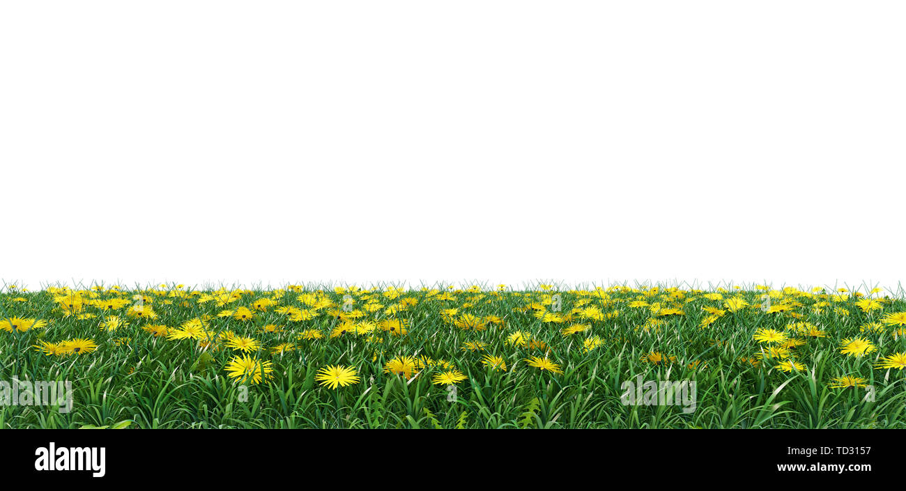 Grass and flowers isolated background Stock Photo - Alamy