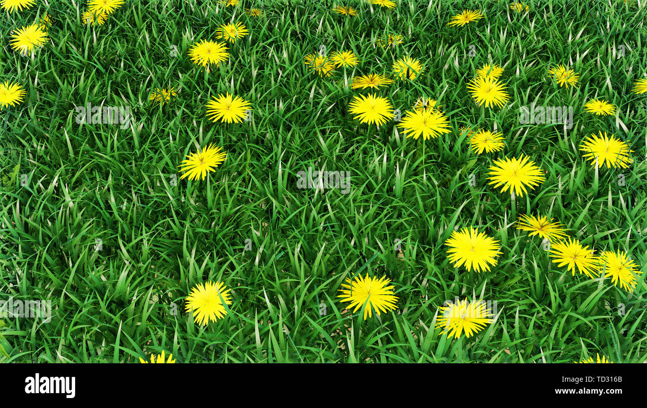 Top view of green grass and dandelion flowers Stock Photo - Alamy