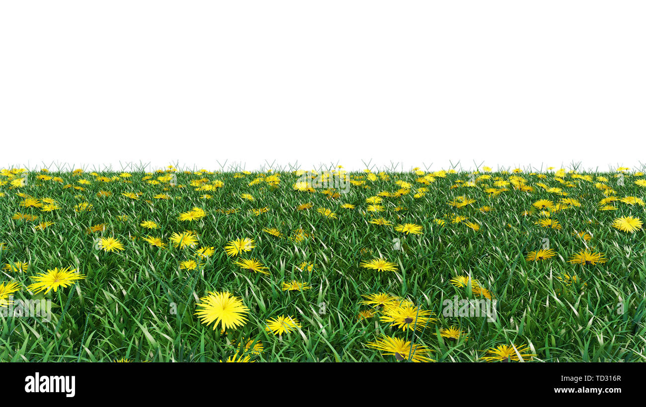 Grass and flowers isolated background Stock Photo - Alamy