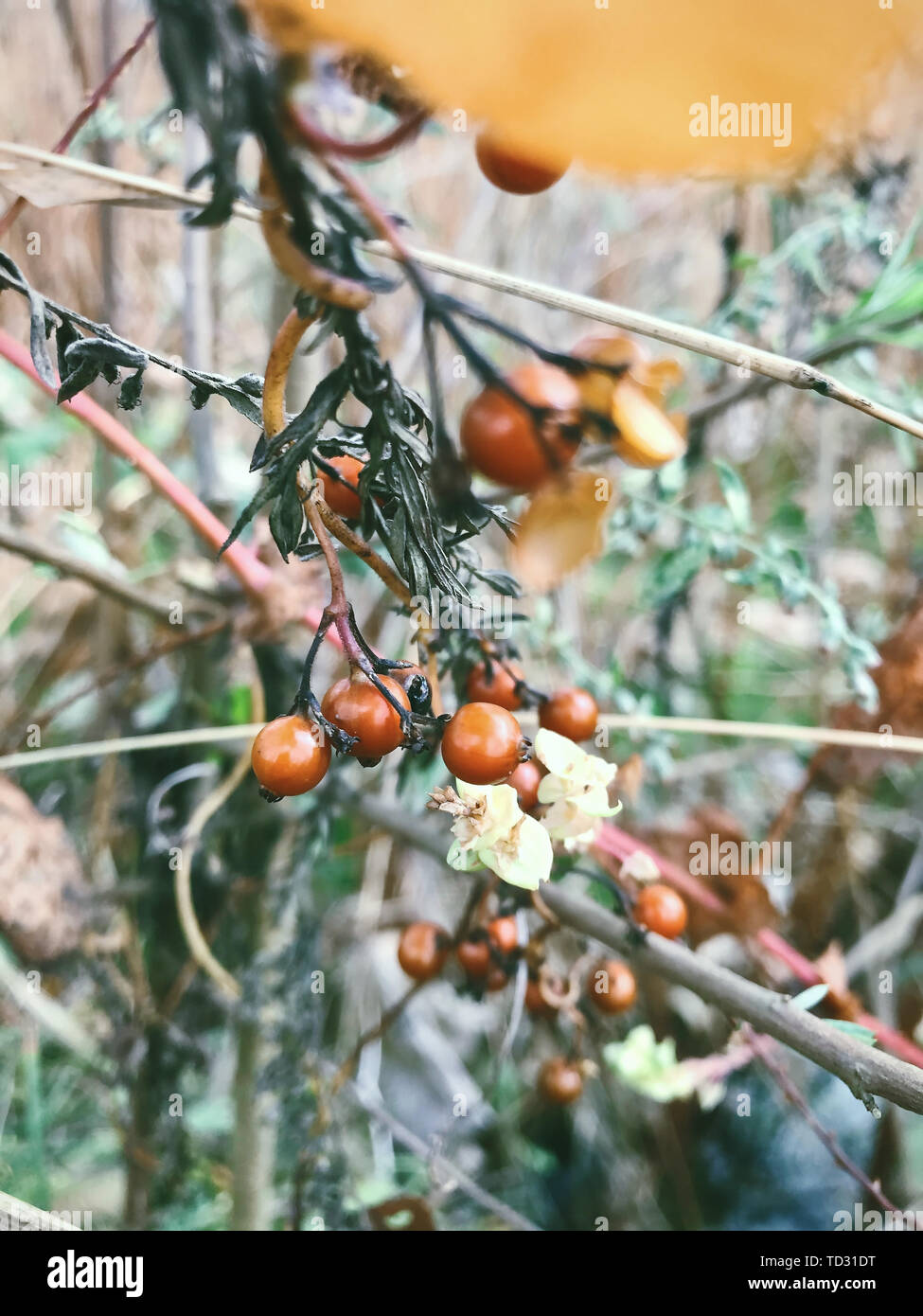 Red wild fruit Stock Photo - Alamy