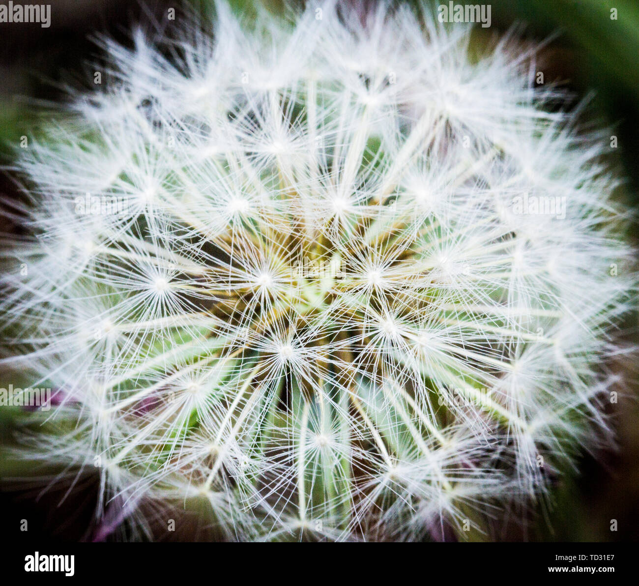 Macro, close-up photography of dandelion clock Stock Photo - Alamy