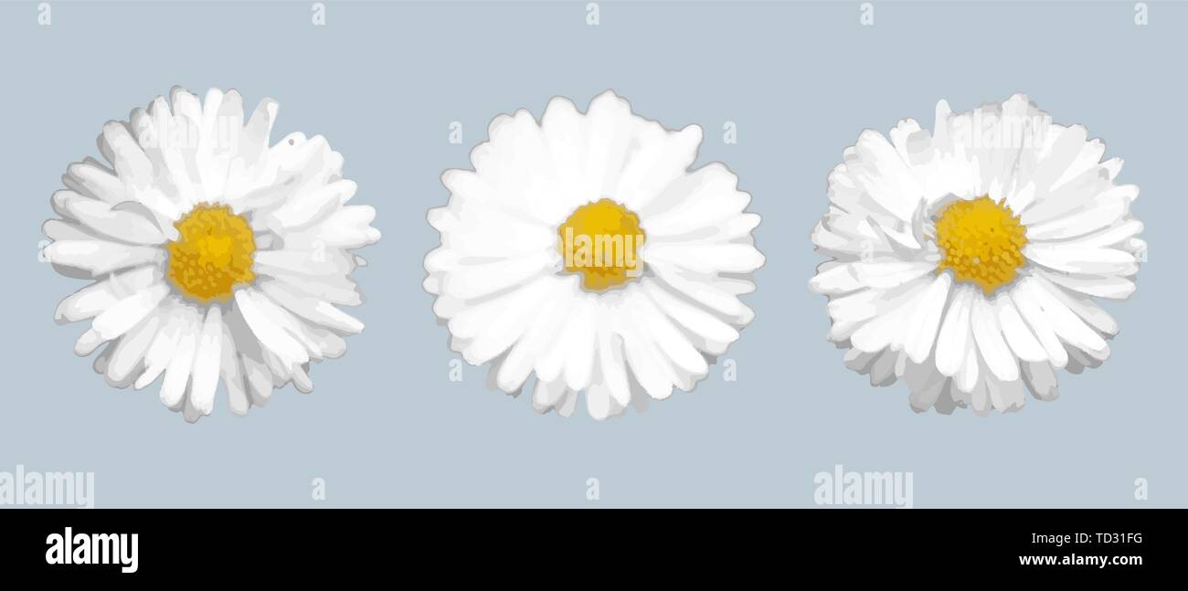 Set of three different realistic daisies Stock Vector Image & Art - Alamy