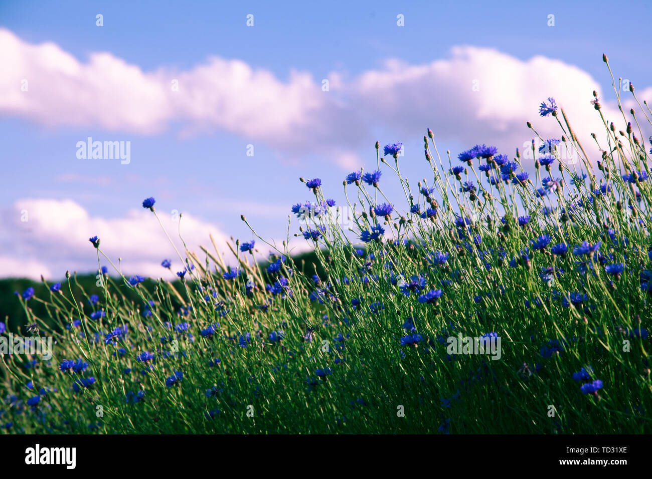 Field of beautiful blue flower of cornflower. Village pastoral ...