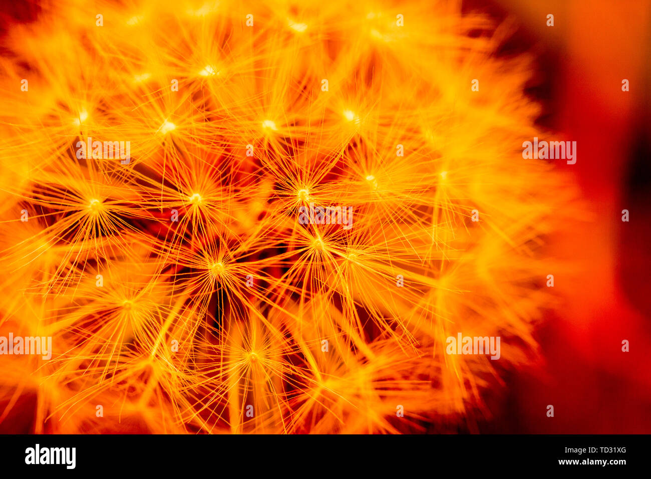 Macro, close-up photography of dandelion clock in bright orange, neon ...