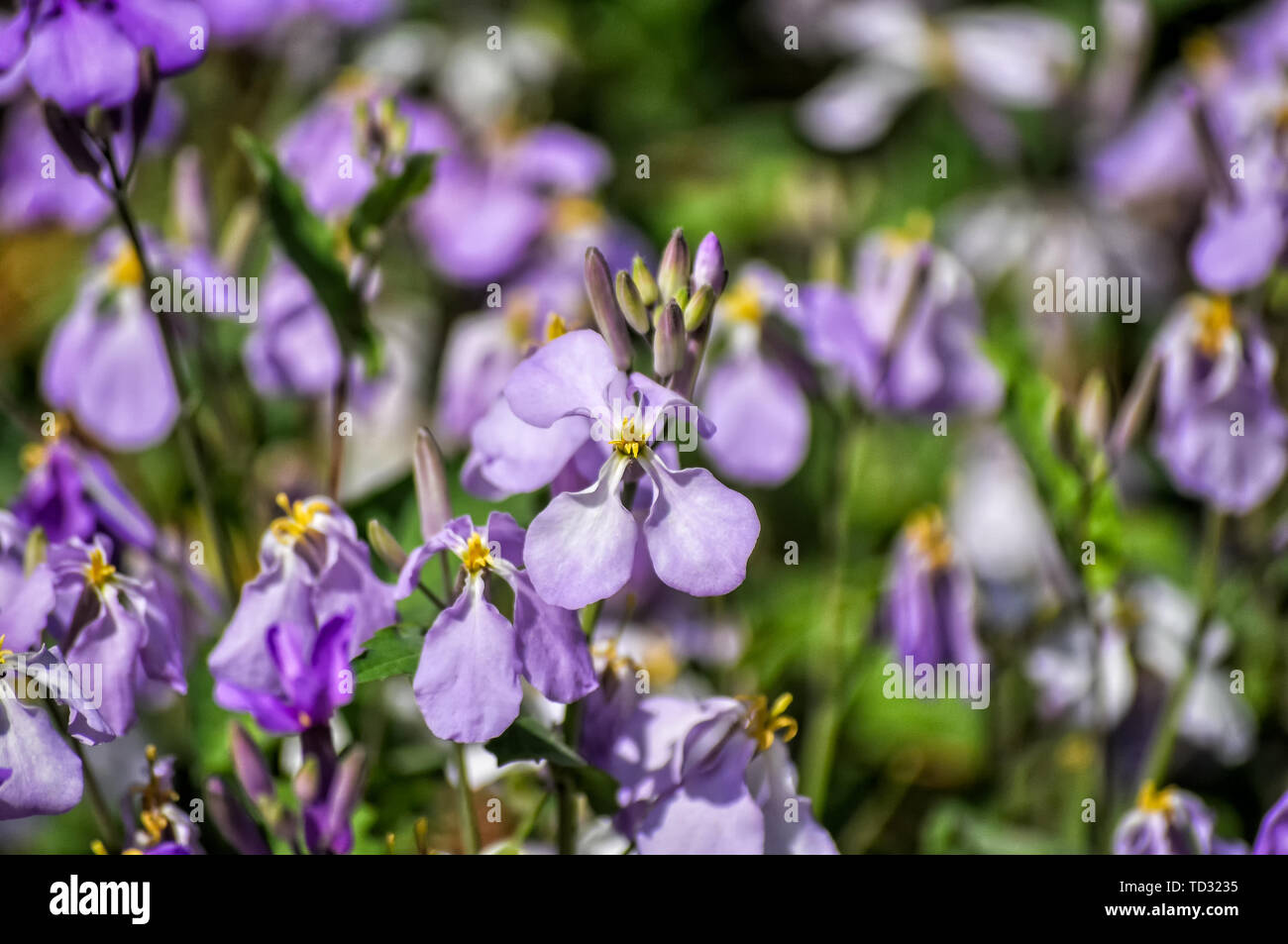 Purple February orchid Stock Photo - Alamy