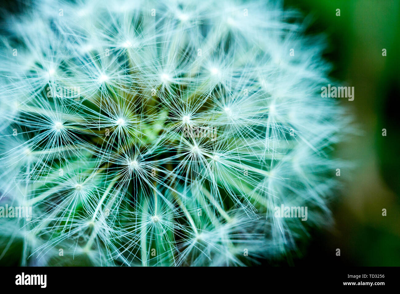 Macro, close-up photography of dandelion clock Stock Photo - Alamy
