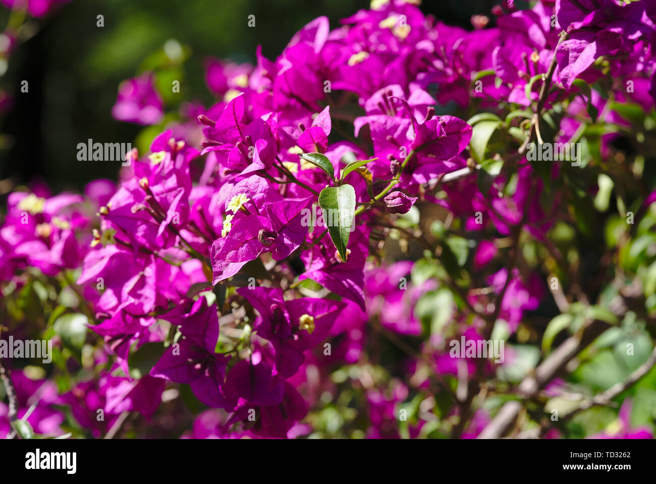 Branch of Bougainvillea spectabilis rose flowers. Nyctaginaceae Stock ...