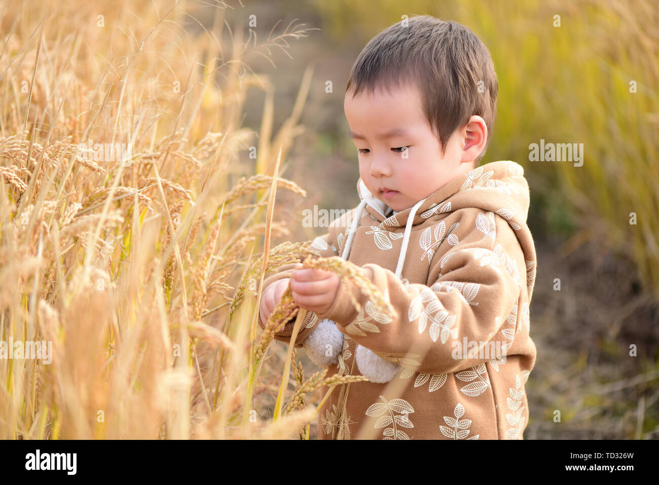 Happy little boy in the rice field Stock Photo - Alamy