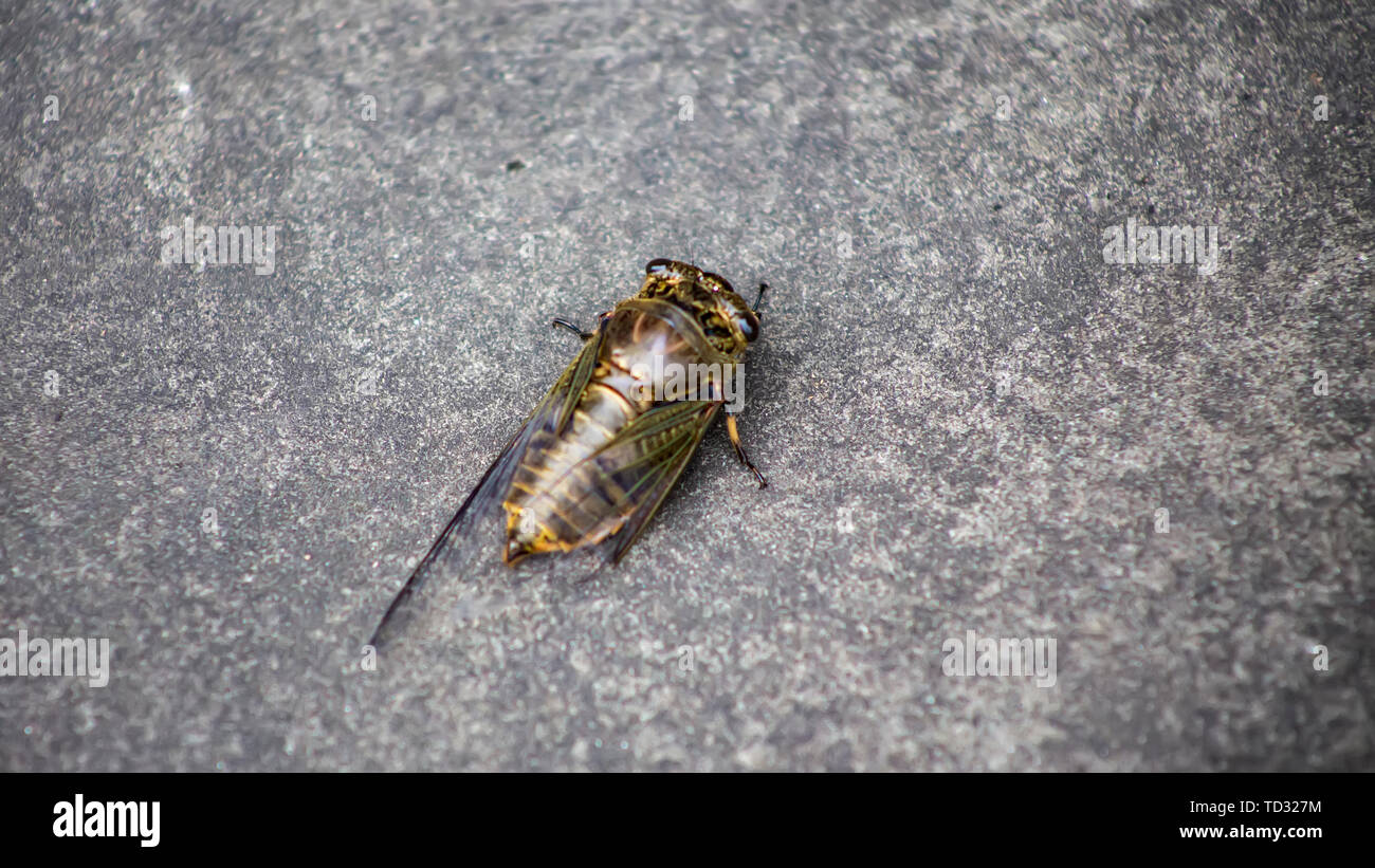 Small cicadas hi-res stock photography and images - Alamy