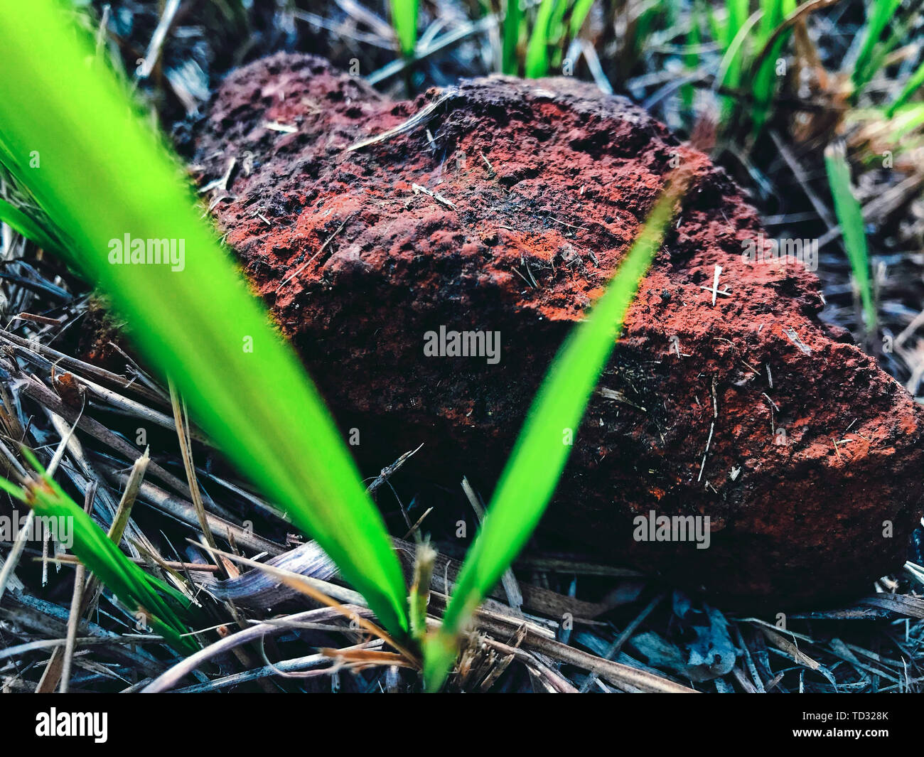 Burned red bricks in the grass Stock Photo - Alamy