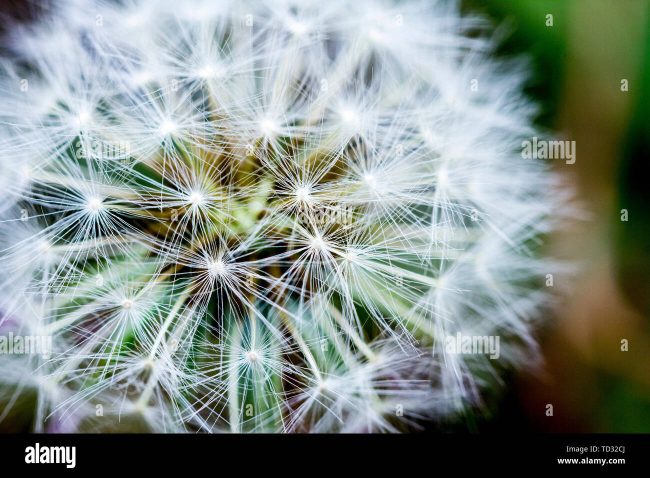Dandelion clock photography hi-res stock photography and images - Alamy