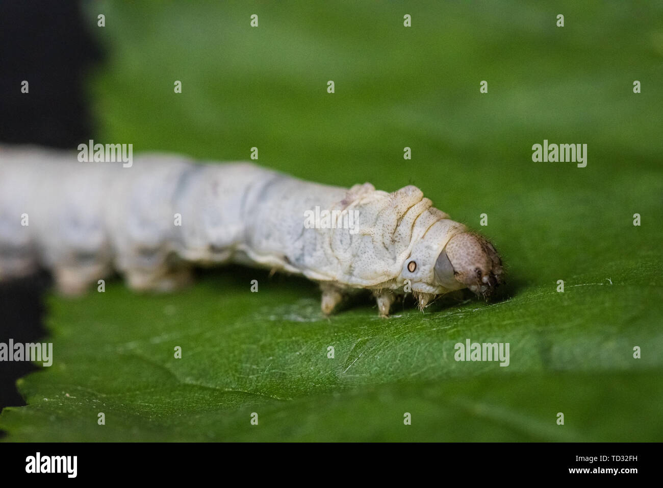 Silkworm moths hi-res stock photography and images - Alamy
