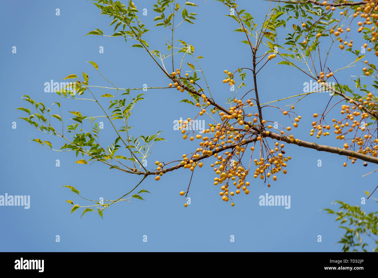 Neem trees hi-res stock photography and images - Alamy