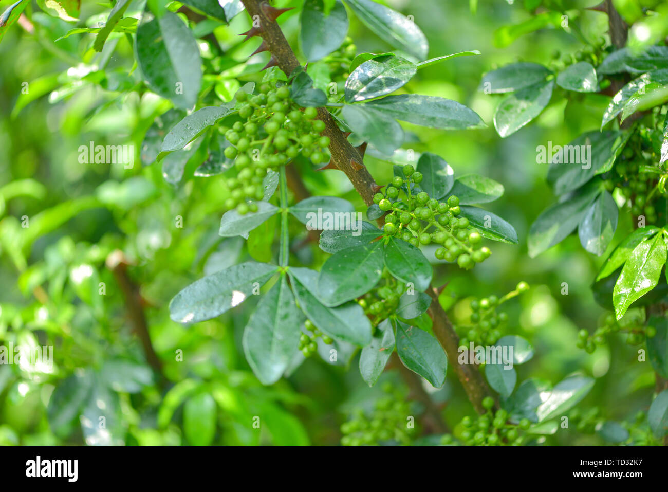 Pepper rattan pepper branch close-up HD large picture Stock Photo - Alamy
