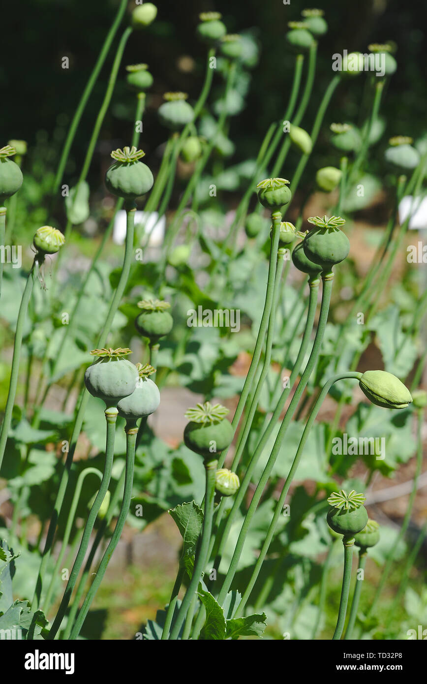 field of poppy capsules walls. papaver, papaveraceae Stock Photo - Alamy