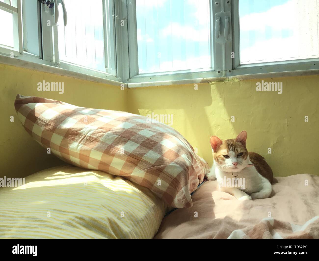 Orange cat in the bedroom Stock Photo - Alamy