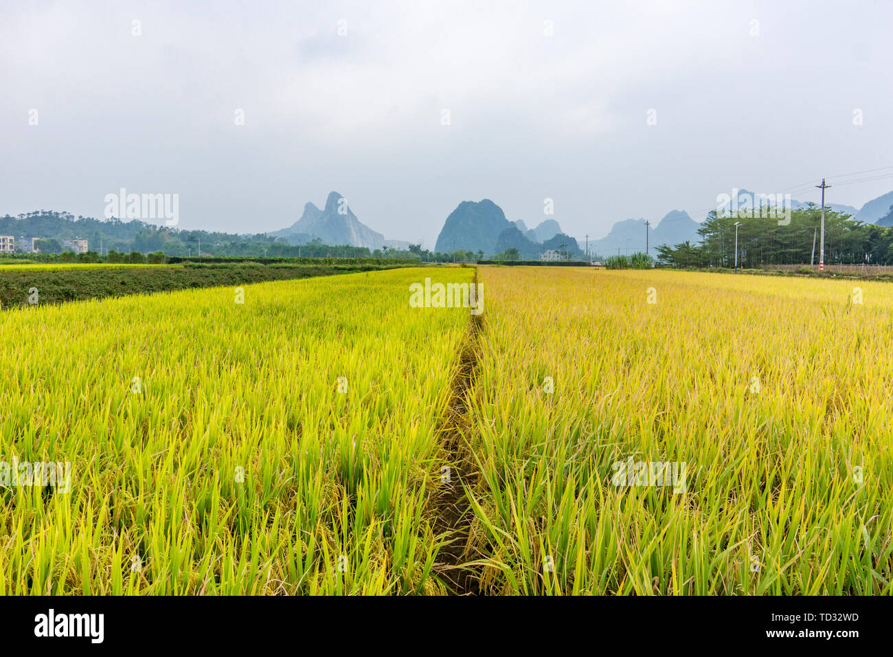 Golden color paddy hi-res stock photography and images - Alamy