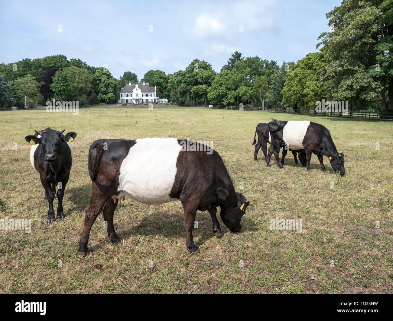 lakenvelder black and white cows in meadow of estate de tangh near ...