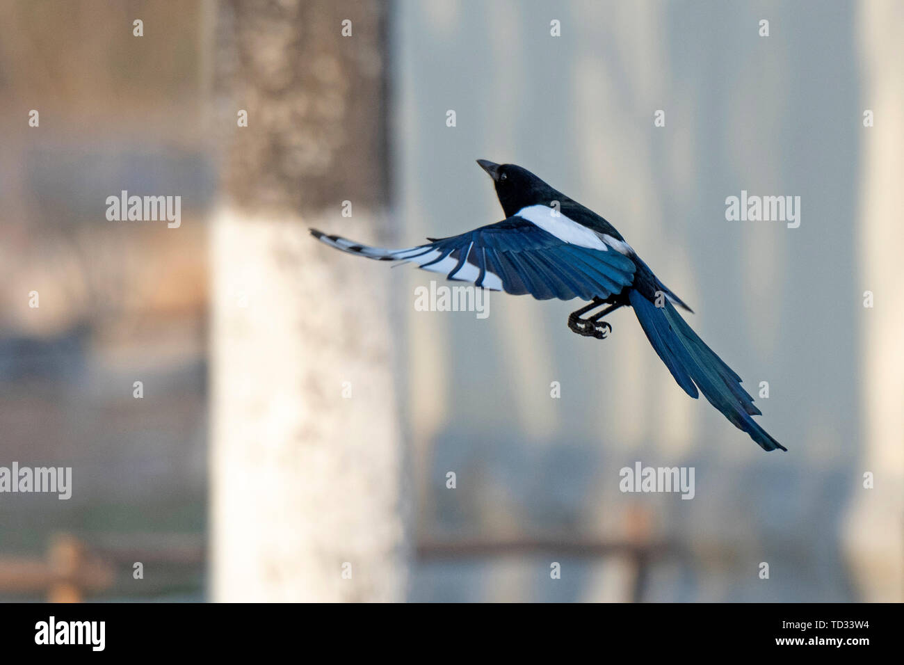 Magpie and tiger hi-res stock photography and images - Alamy