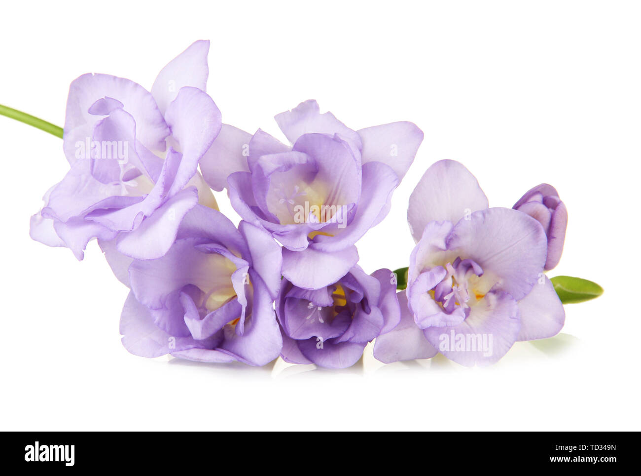 Freesia blooms Cut Out Stock Images & Pictures - Alamy