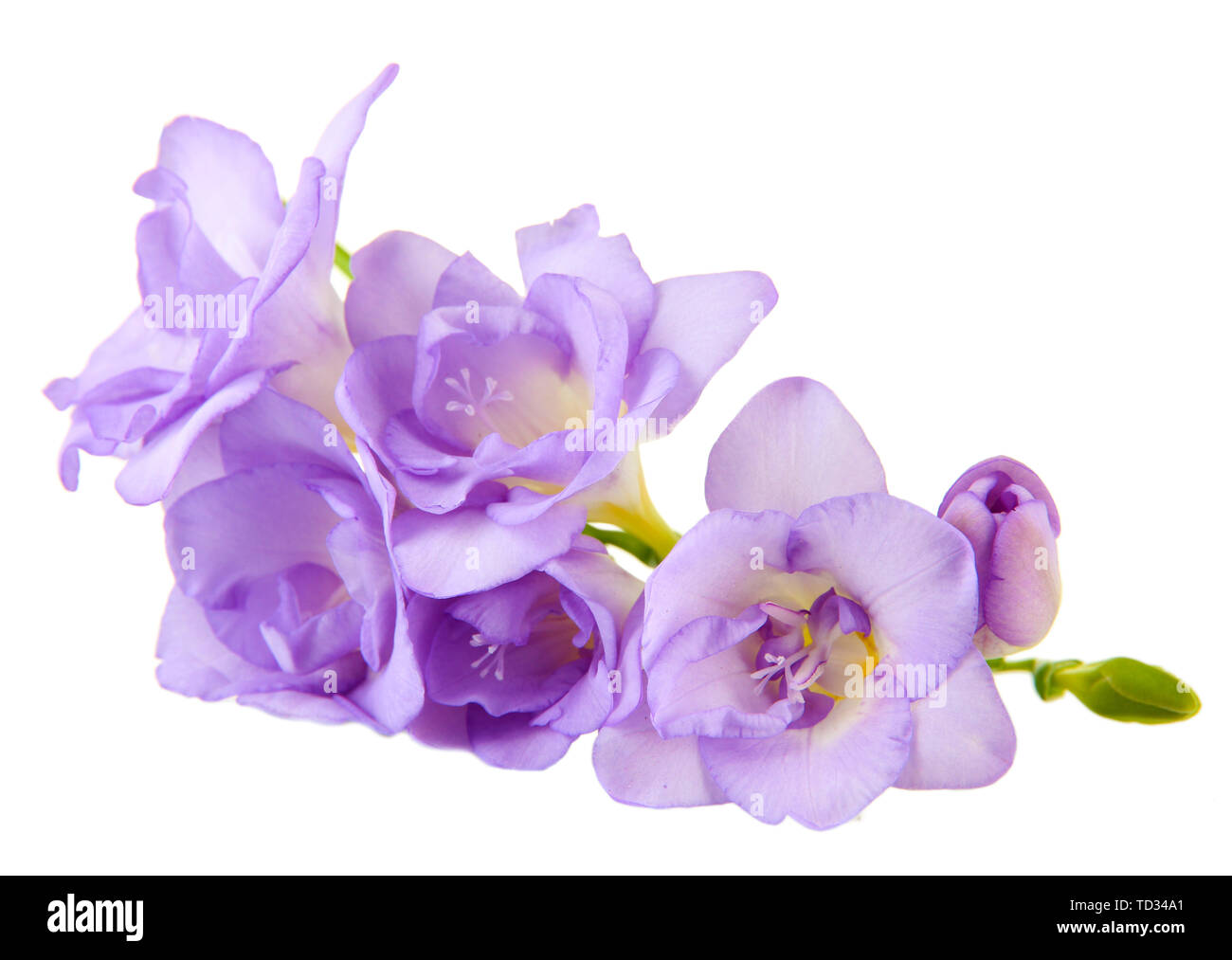 Freesia blooms Cut Out Stock Images & Pictures - Alamy