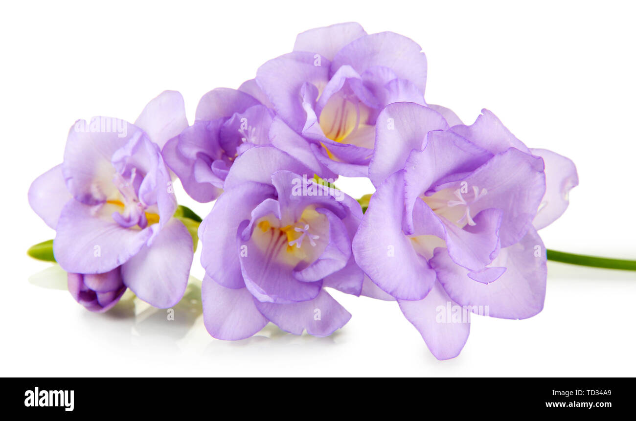 Freesia single stem hi-res stock photography and images - Alamy