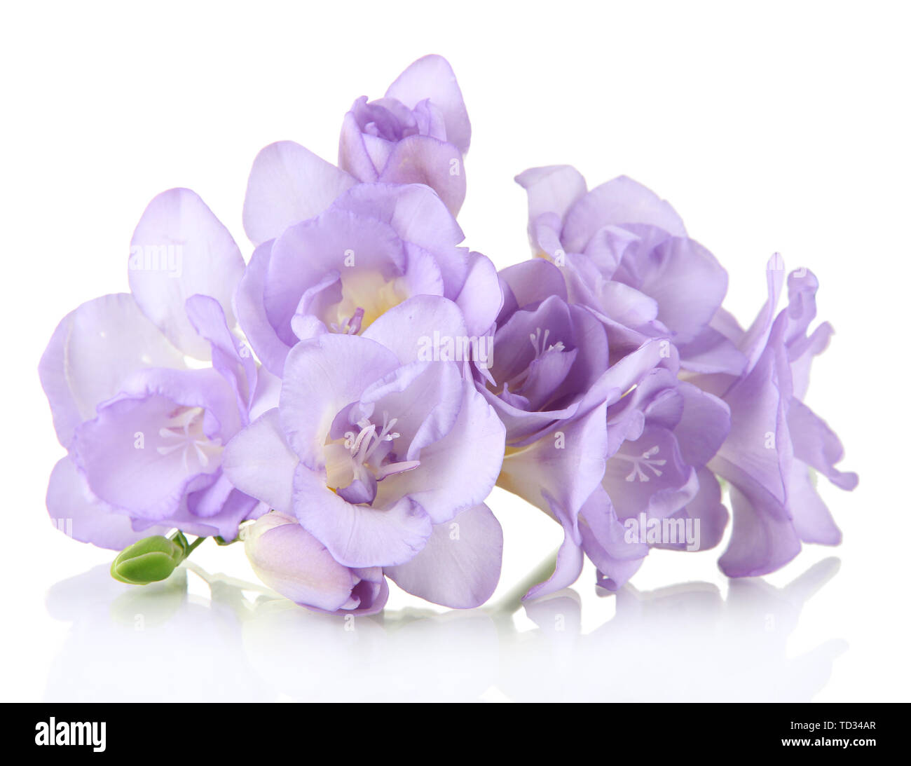Freesia blooms Cut Out Stock Images & Pictures - Alamy