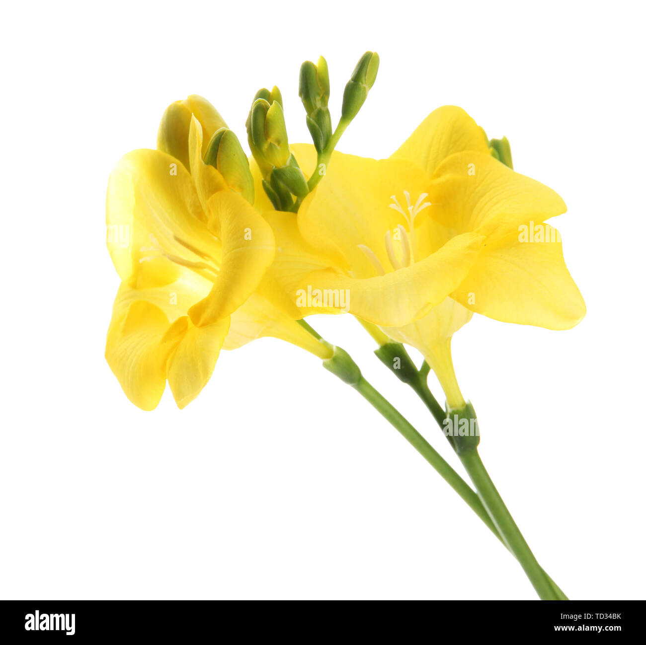 Freesia blooms Cut Out Stock Images & Pictures - Alamy