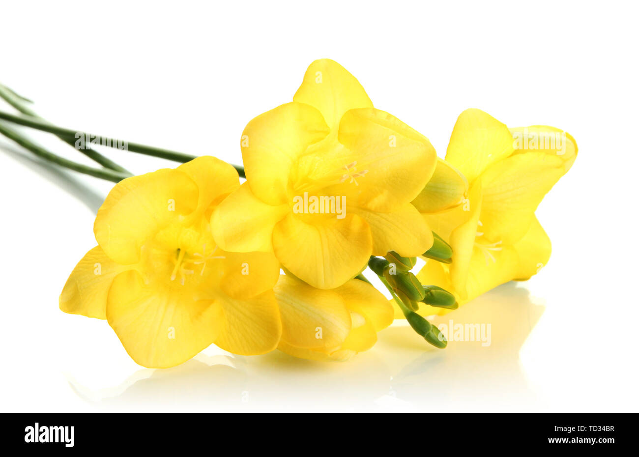 Beautiful bouquet of freesias, isolated on white Stock Photo - Alamy
