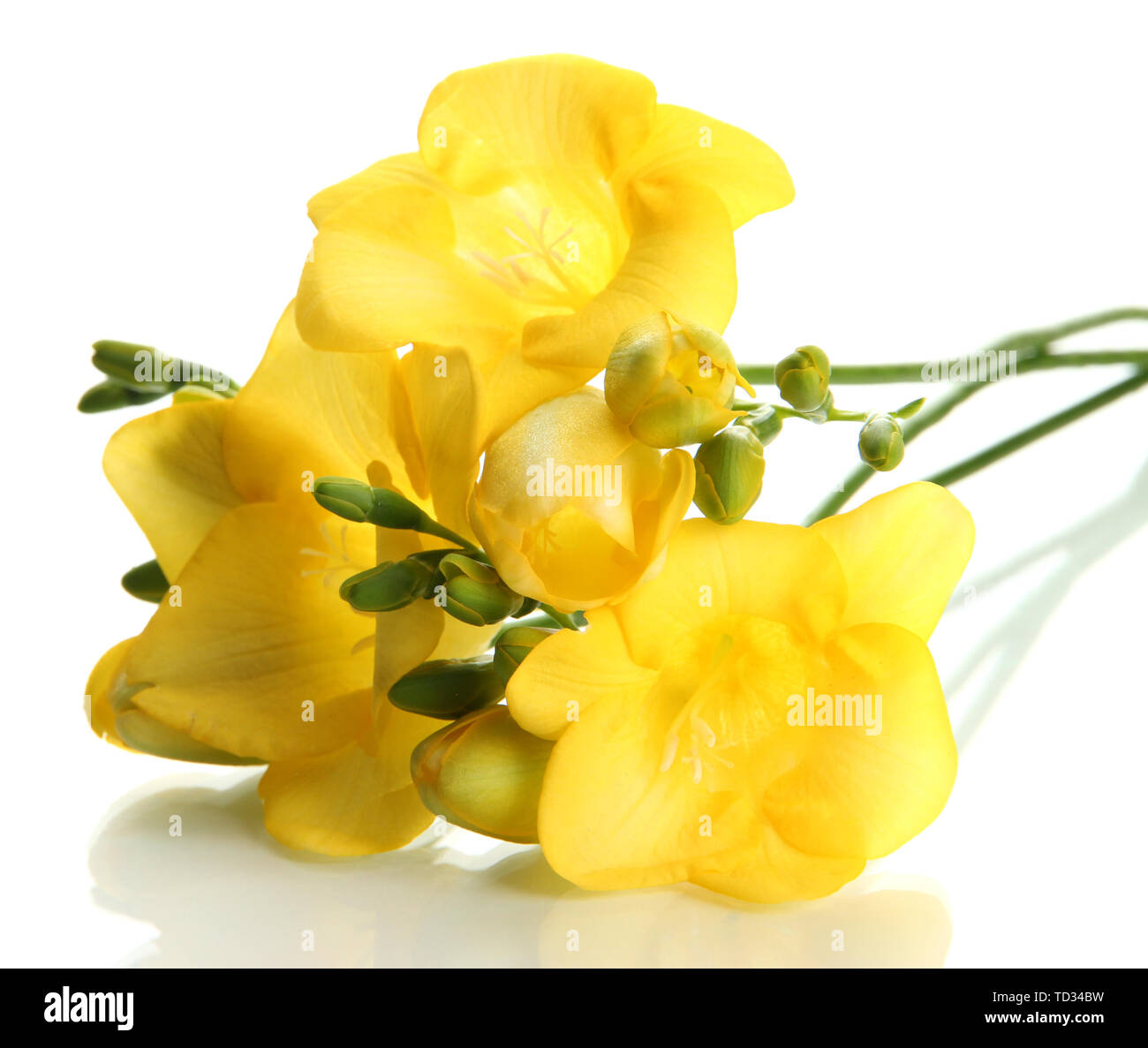 Beautiful bouquet of freesias, isolated on white Stock Photo - Alamy