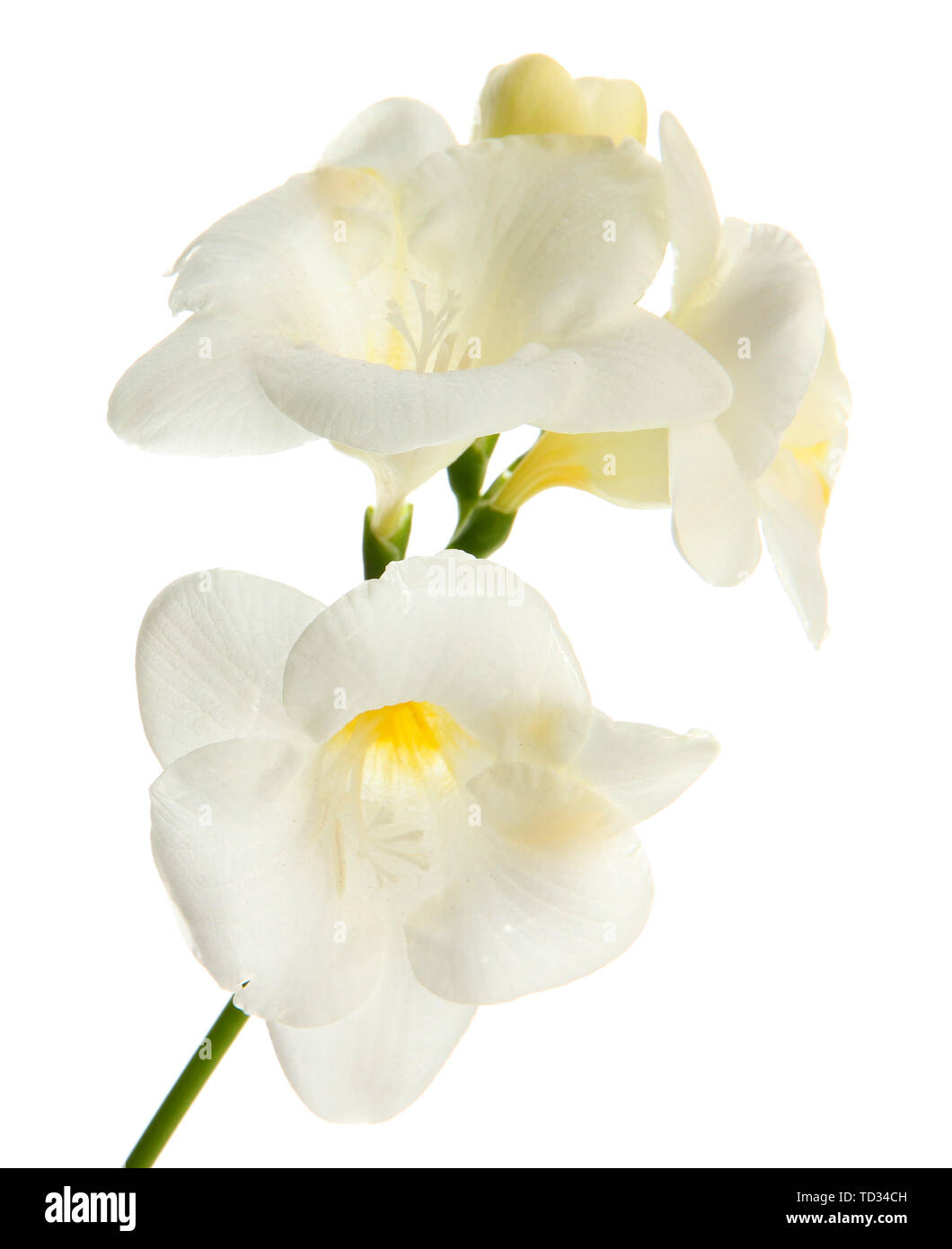 Beautiful freesia, isolated on white Stock Photo - Alamy