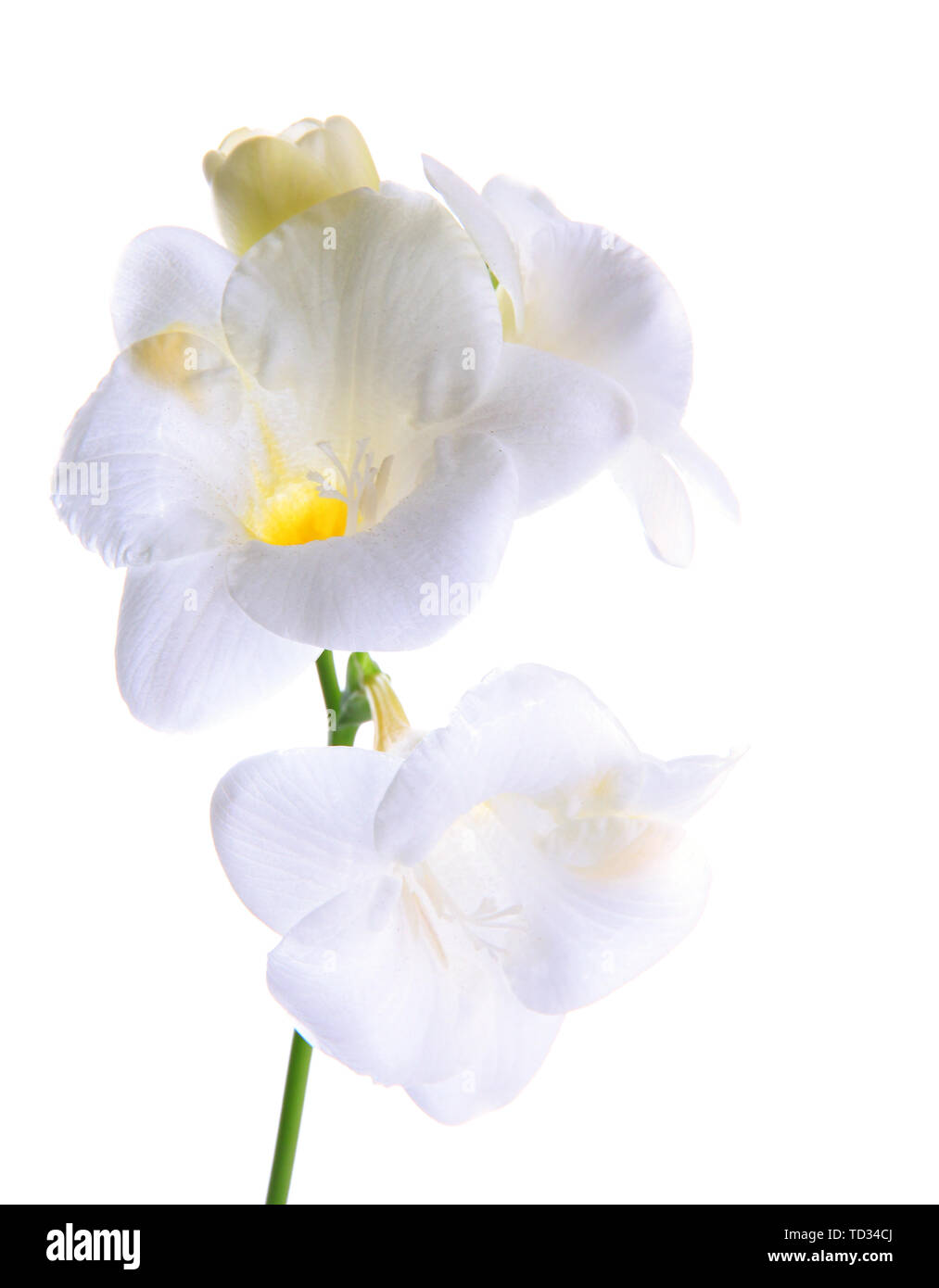 Freesia blooms Cut Out Stock Images & Pictures - Alamy