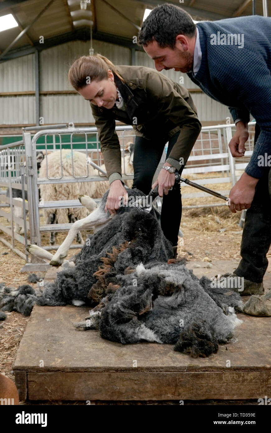 Sheep shearing deepdale hall farm hi-res stock photography and images ...