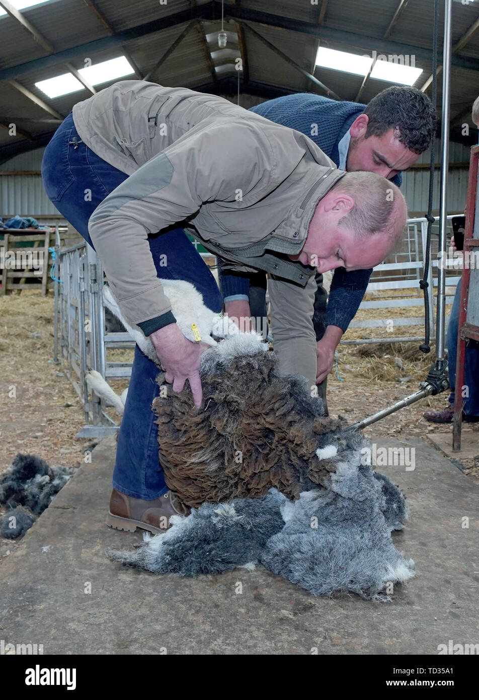 The Duke of Cambridge taking part in sheep shearing at Deepdale Hall ...