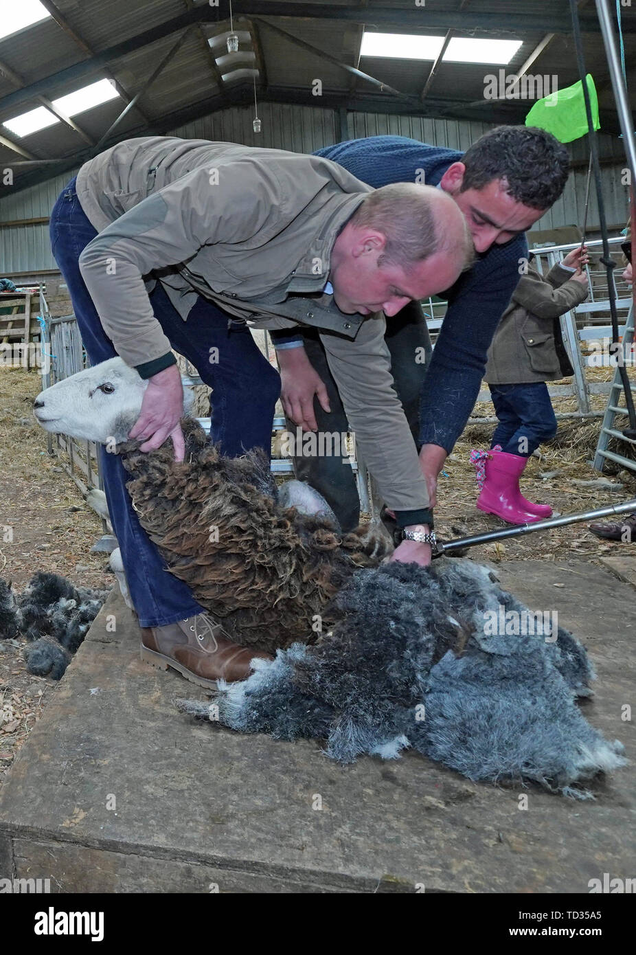 The Duke and Duchess of Cambridge taking part in sheep shearing at ...