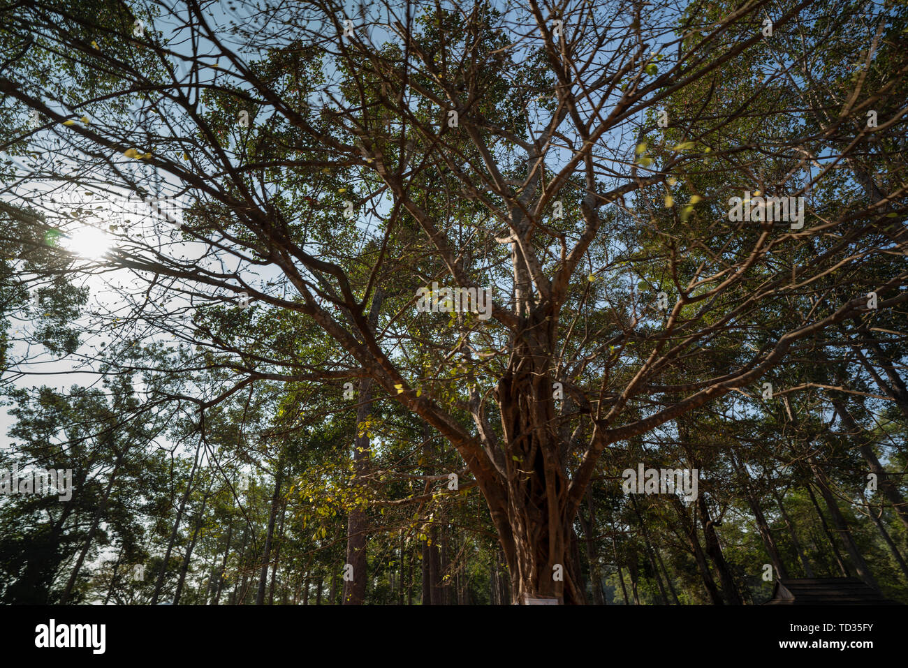 The trees make a pleasant shade Stock Photo - Alamy