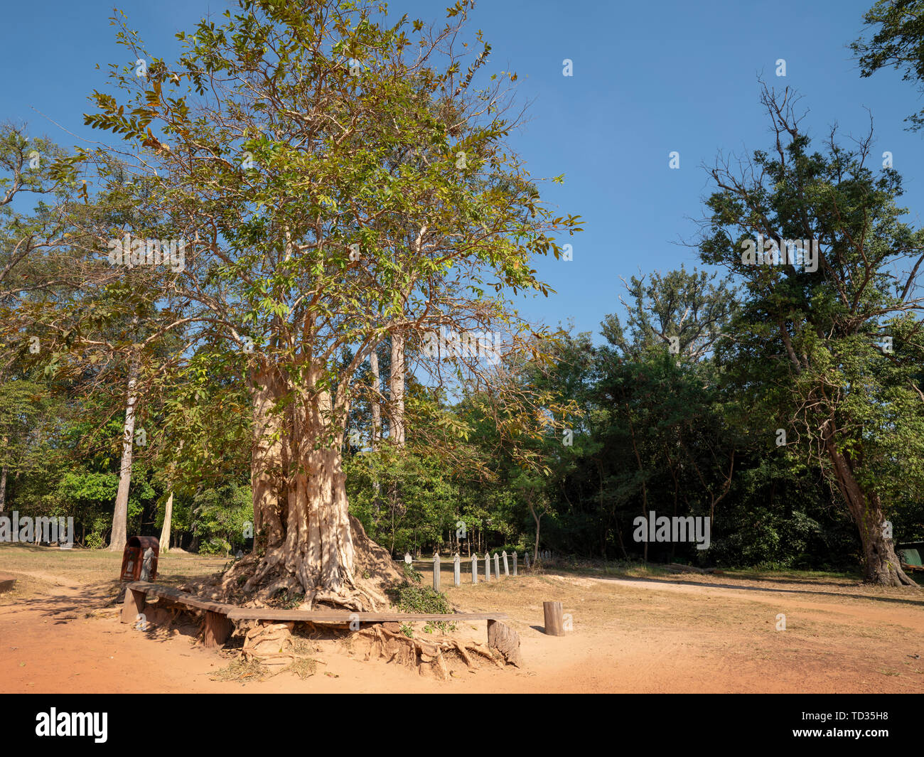 The trees make a pleasant shade Stock Photo - Alamy