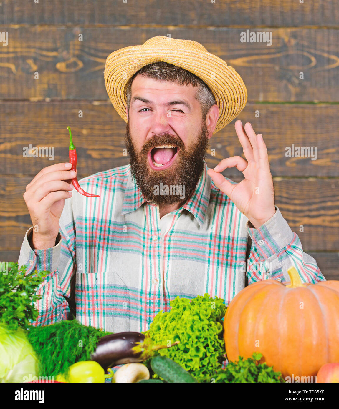 Farmer presenting hot chilli pepper wooden background. Pepper harvest ...