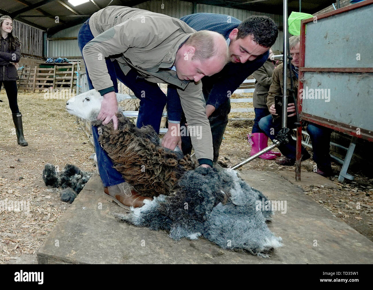 The Duke of Cambridge taking part in sheep shearing with Jack Cartmel ...