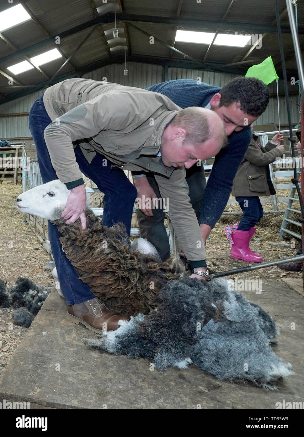 The Duke of Cambridge taking part in sheep shearing with Jack Cartmel ...