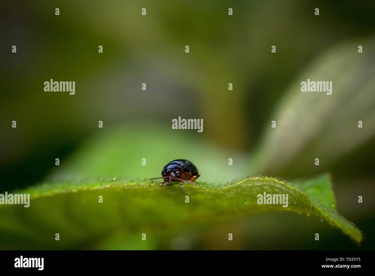 Kollam, Kerala, India - June 7, 2019: Beetle or Plataspidae are a ...