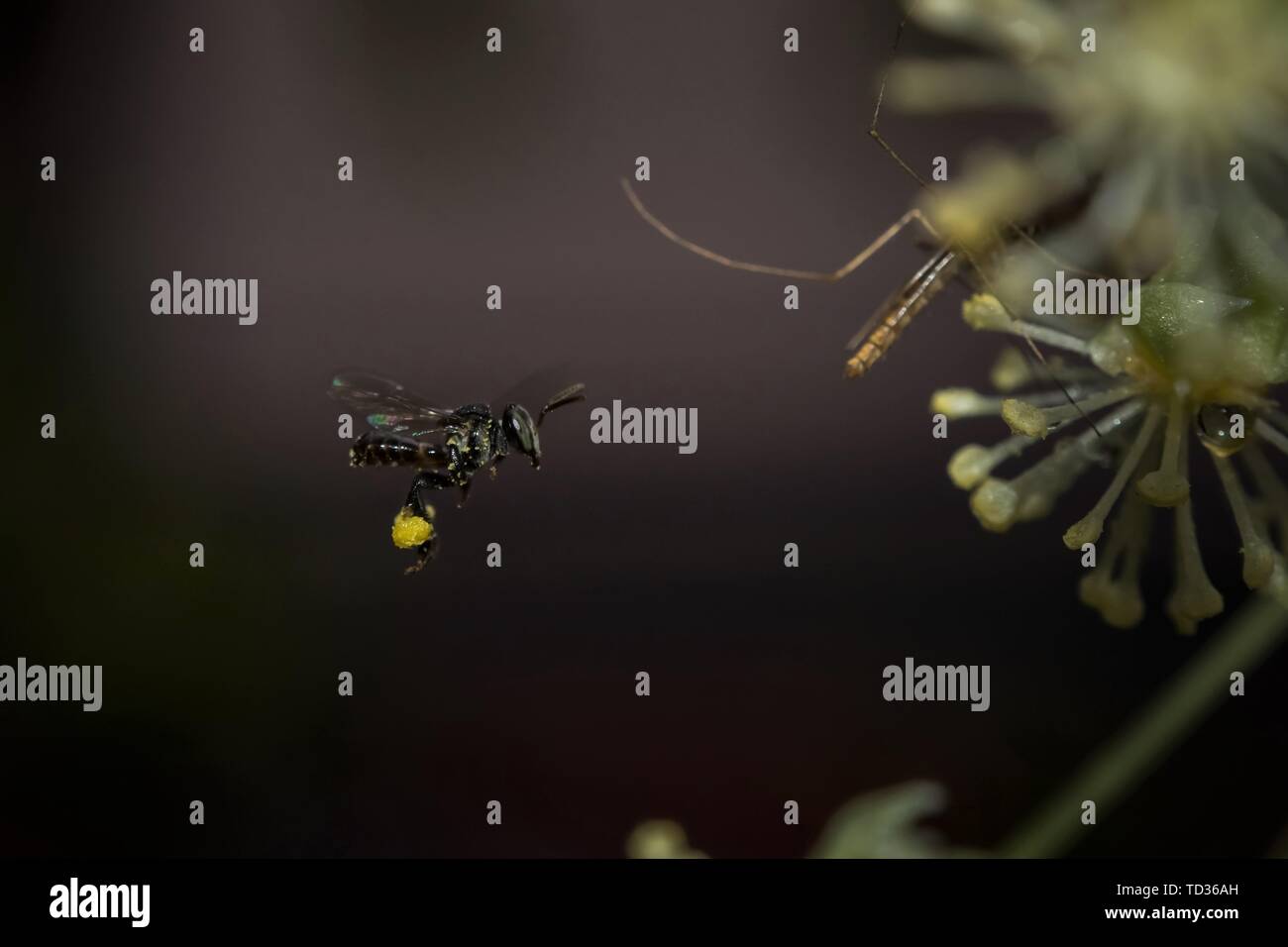 Kollam, Kerala, India - June 7, 2019: Mosquito flying with pollen on ...