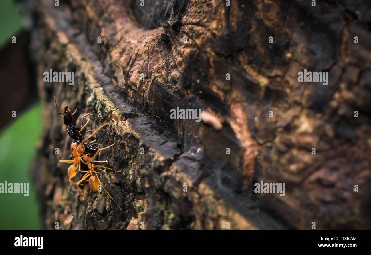 Kollam, Kerala, India - June 2, 2019: Two Weaver ants climbing a tree ...