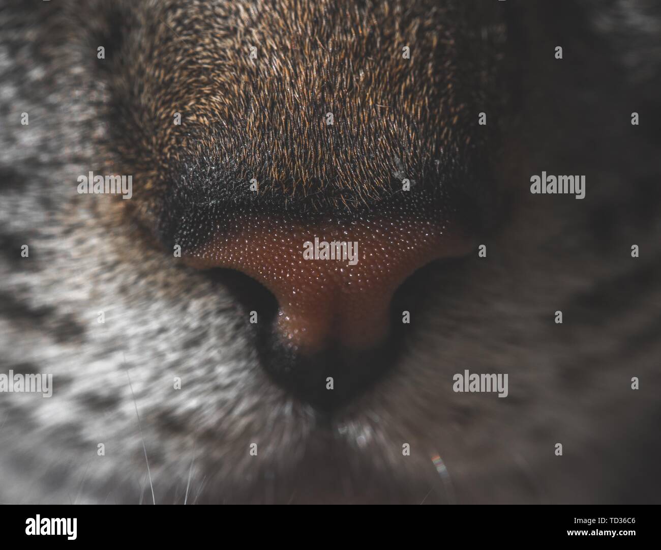 Extreme close up white tabby hi-res stock photography and images - Alamy